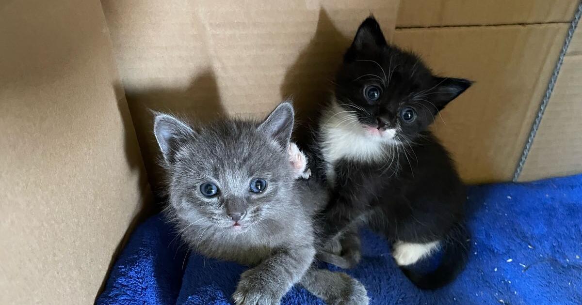 Free kittens for Free in Hoquiam, WA | For Sale & Free — Nextdoor