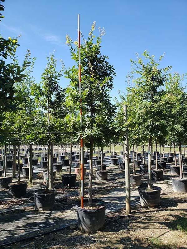 Monterrey Oaks | Quercus polymorpha | Multiple Sizes Available for $525 ...