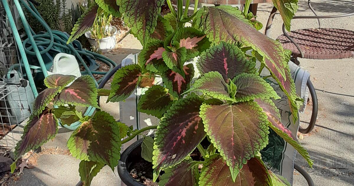 Large Coleus plant for $10 in Dublin, CA | For Sale & Free — Nextdoor
