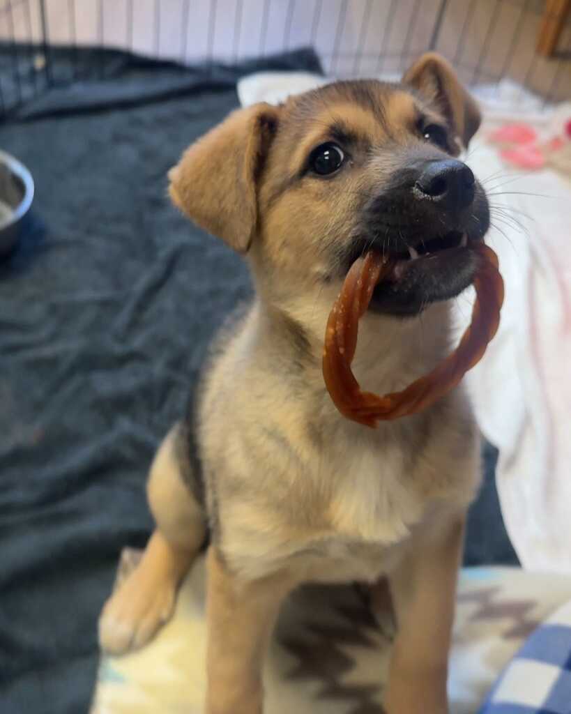 Paw Project of Georgia - Lawrenceville, GA - Nextdoor