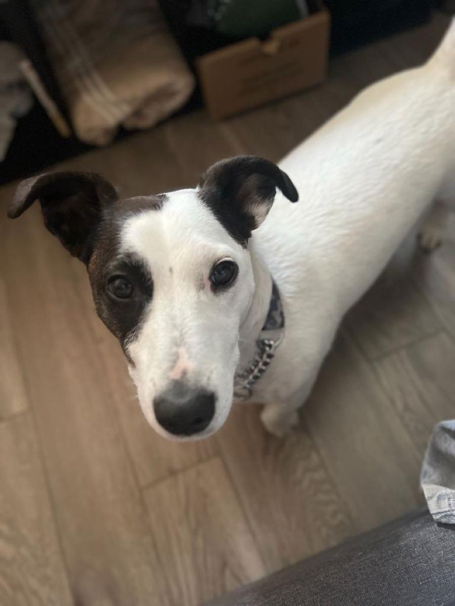 Jack Russel terrier for Free in Boca Raton, FL | For Sale & Free — Nextdoor