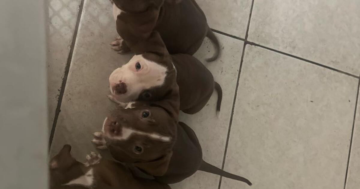 Puppies For Free In Las Vegas Nv For Sale And Free — Nextdoor