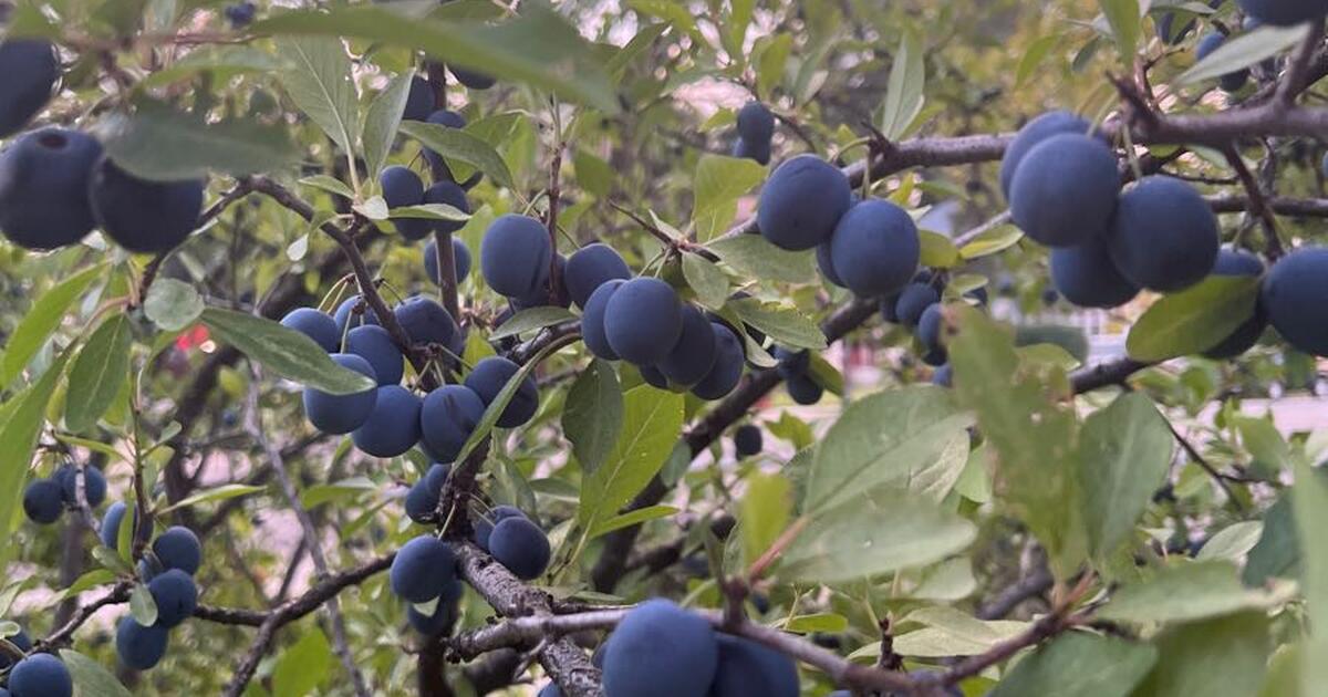 Damson Plum tree for Free in St. Paul, MN | For Sale & Free — Nextdoor