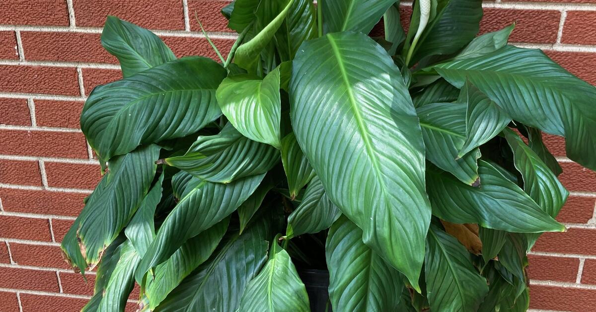 Large Peace Lily Plant for $20 in La Grange Highlands, IL | For Sale ...