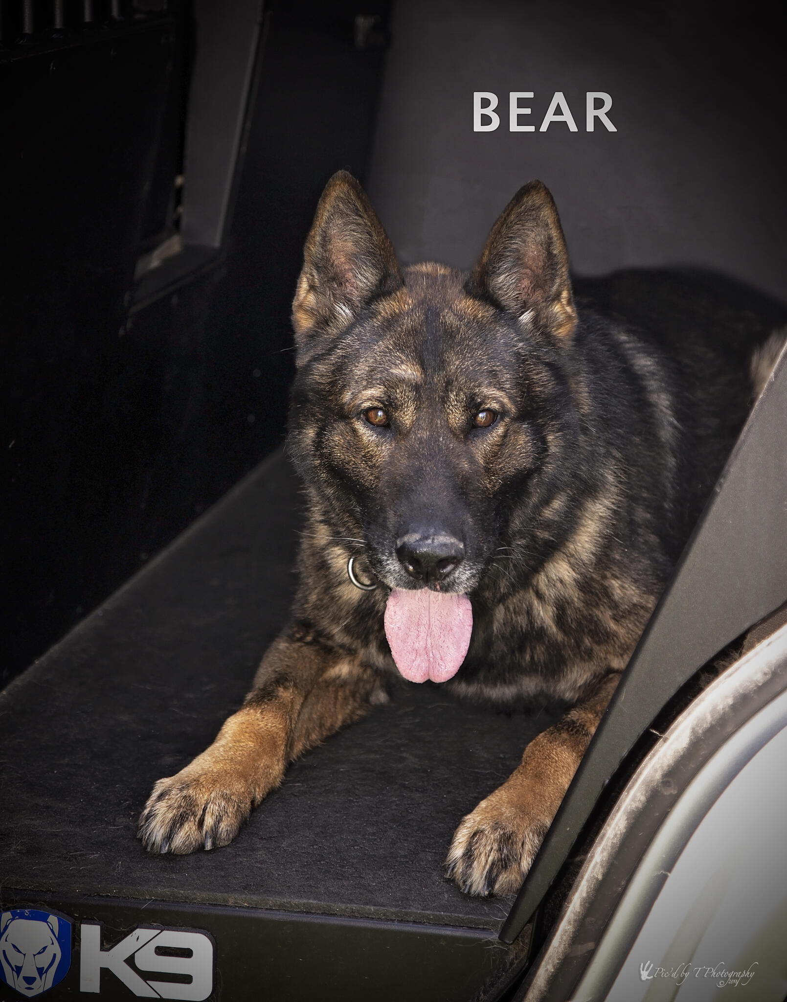 WCSO K9 BEAR PASSES AWAY (Williamson County Sheriffs Office) — Nextdoor ...
