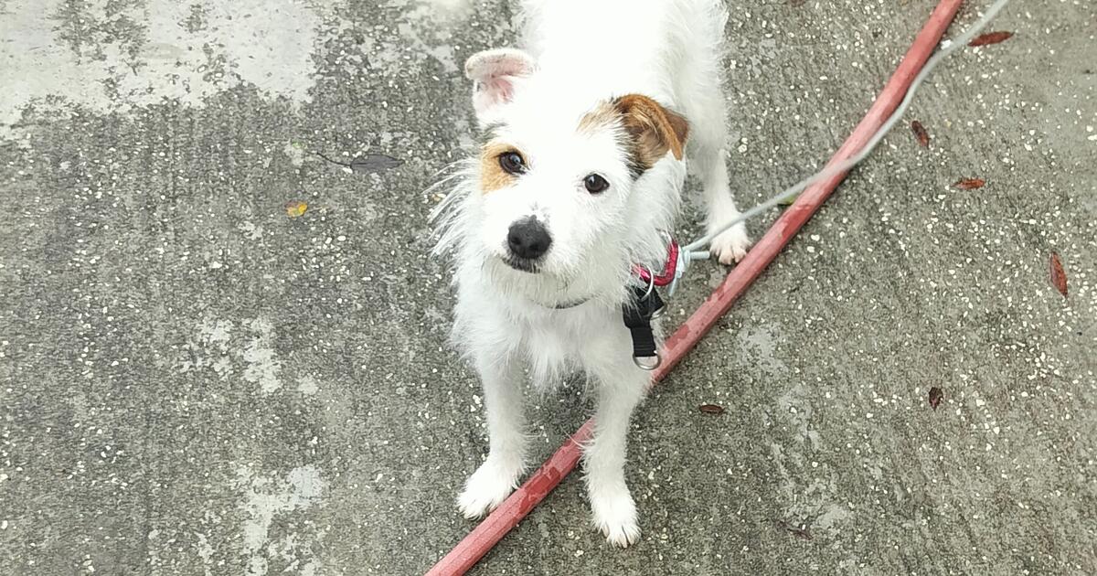 Rehoming 10 Month Old Small Dog for Free in Orange Park, FL | For Sale ...