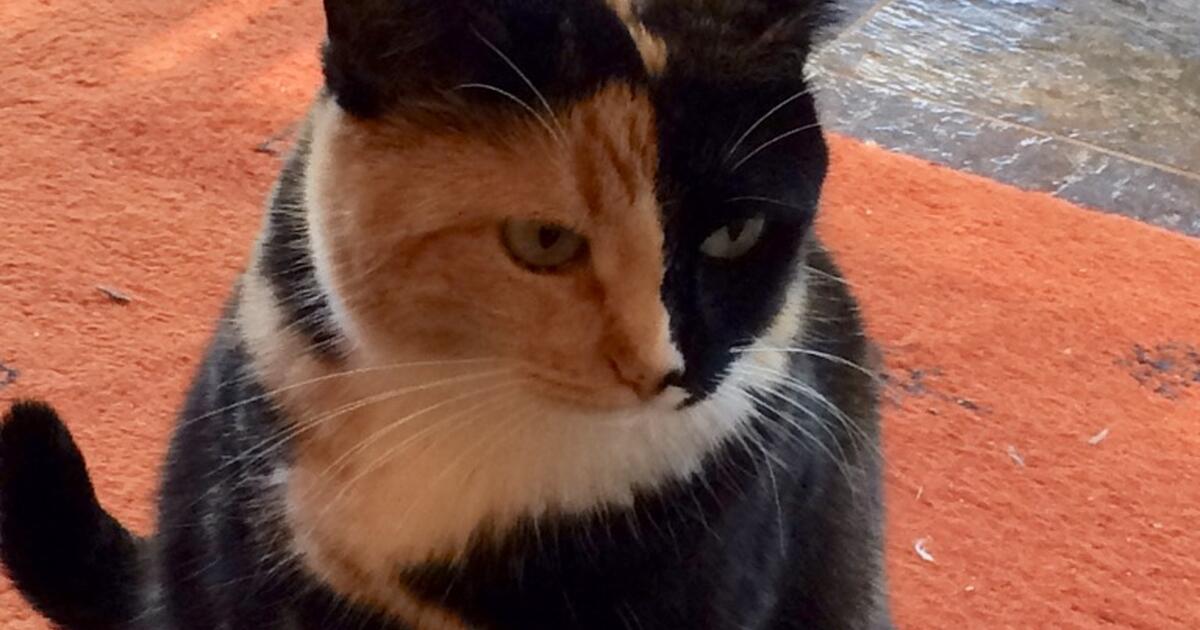 Calico cat, a Chimera cat with lovely markings for Free in St. Paul, MN ...