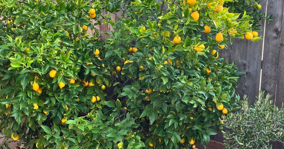 Organic Myers lemons for $1 in Santa Rosa, CA | For Sale & Free — Nextdoor