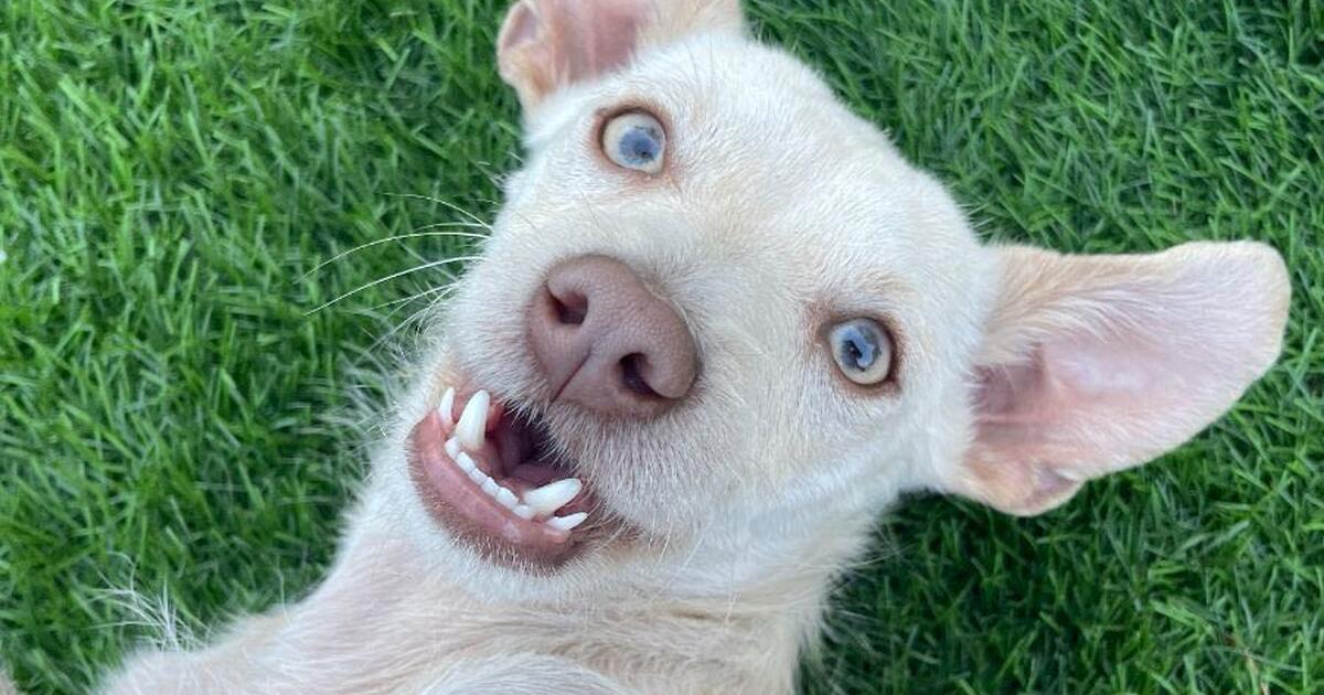 Terry mix dog for free for Free in Las Vegas, NV | For Sale & Free ...