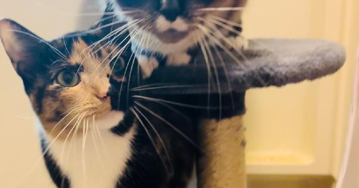 Two beautiful cats... for Free in Stuart, FL | For Sale & Free — Nextdoor