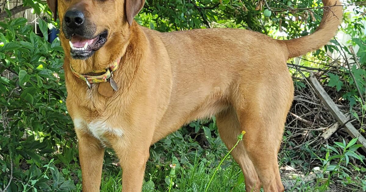 Sugar D. Bear Needs A Family Home for Free in Belleville, IL | For Sale & Free — Nextdoor