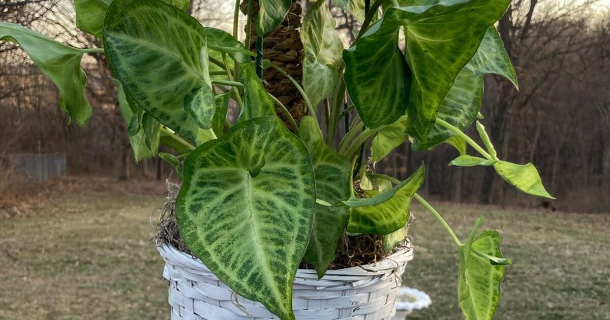 Plants for Free in Fenton, MO | Finds — Nextdoor