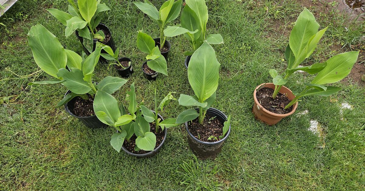 Coyoles, Plants, Canna in Dallas, TX | For Sale & Free — Nextdoor