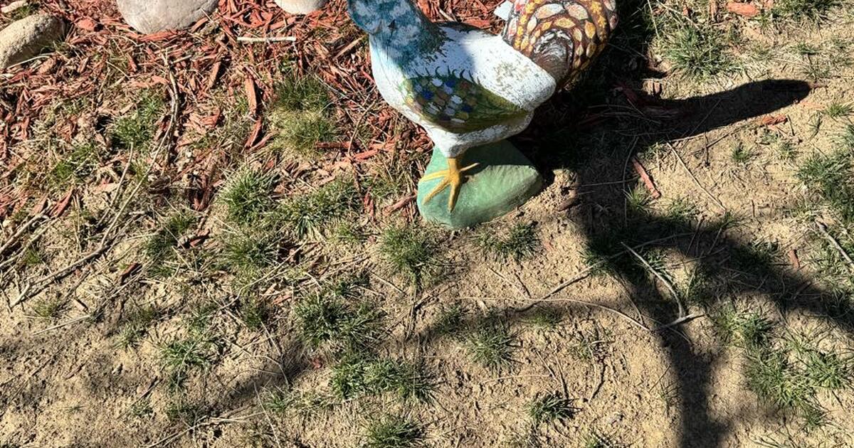 PENDING / JUST REDUCED: Wayne Chicken Days cement chicken for $5 in ...