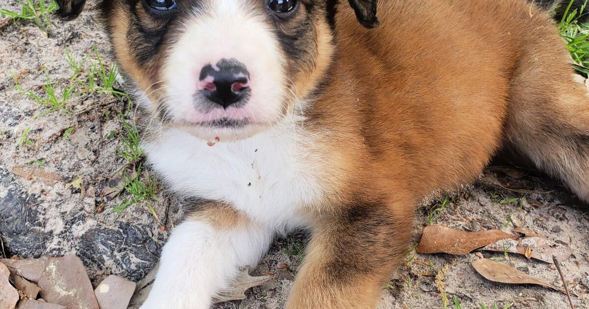 Rehoming Adorable Puppies for $50 in Tyler, TX | For Sale & Free — Nextdoor