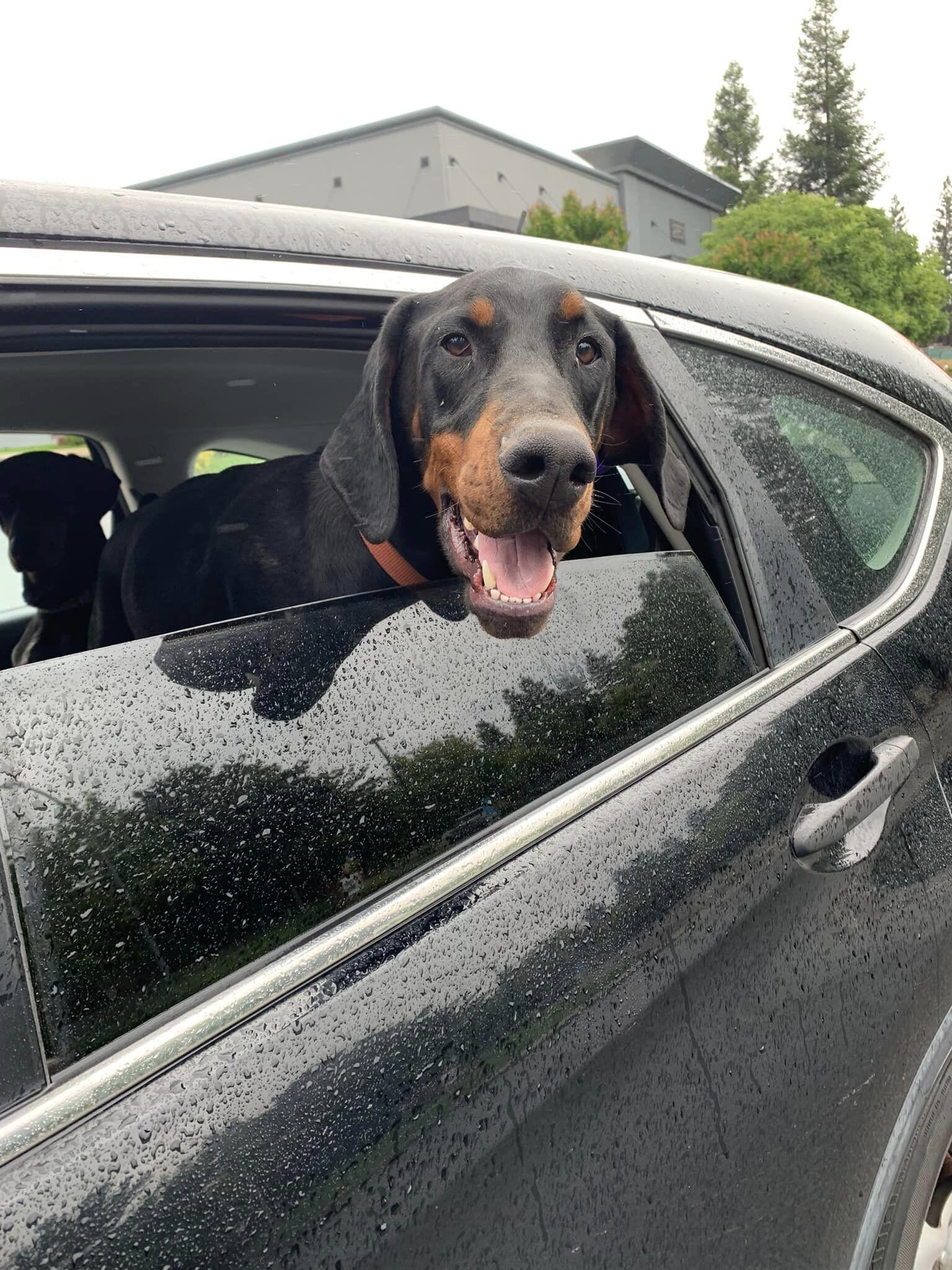 Save the date for a tail-wagging good time with the Rancho Cordova ...