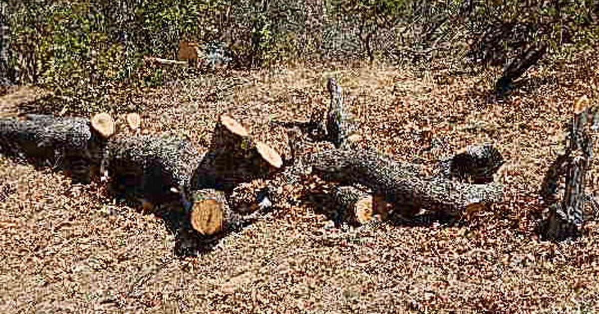 Oak Wood Downed & Limbed by PGE You Buck & Take for Free in Redding, CA ...