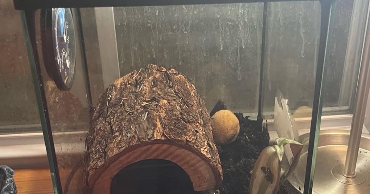 Green and brown Pac-Man frog for Free in Bristow, VA | For Sale & Free ...
