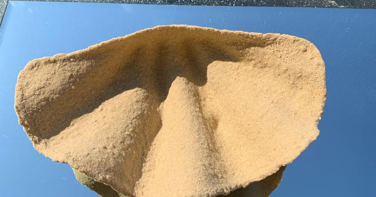 Large sand clam shell for $20 in Langhorne, PA | For Sale & Free — Nextdoor