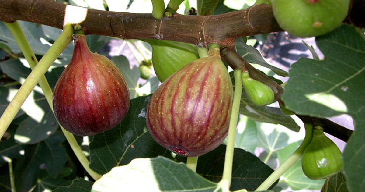 fresh Brown Turkey FIGS for $7 in Seattle, WA | For Sale & Free — Nextdoor