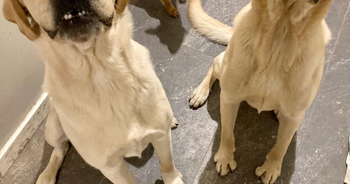 I need to re-home my dogs for Free in Overland Park, KS | For Sale ...