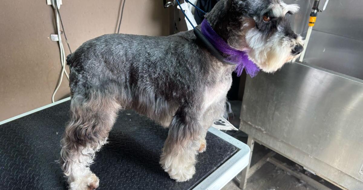 Rehoming pure pred miniature schnauzer for $200 in Quartz Hill, CA ...