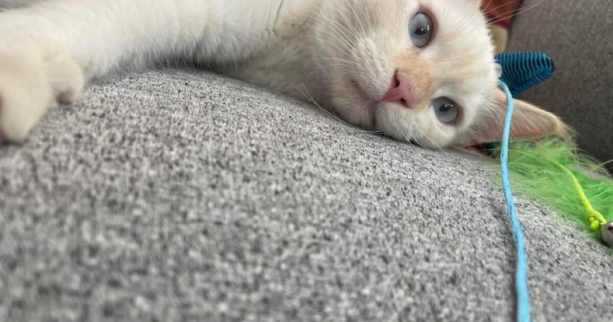 Finnigan the cat for $50 in Mesa, AZ | For Sale & Free — Nextdoor