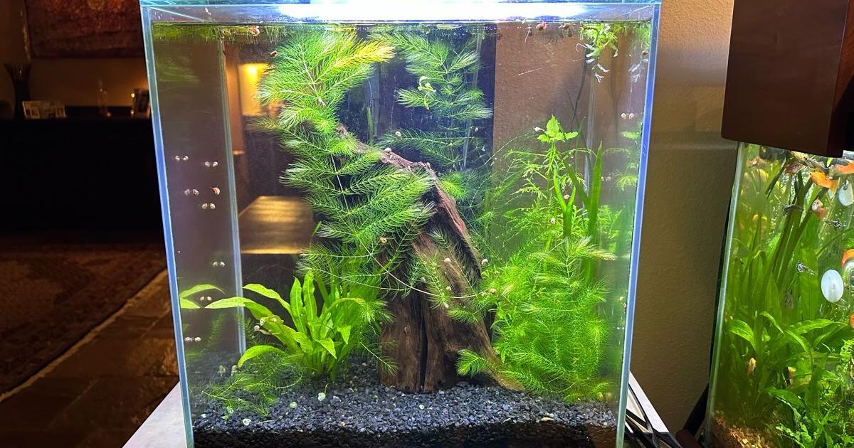 Fluvial Edge Aquarium for $130 in Thousand Oaks, CA | Finds — Nextdoor