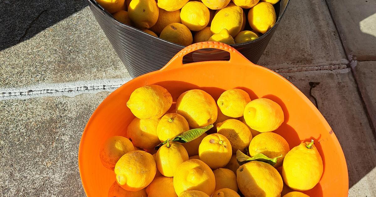 ORGANIC LEMONS in Santa Rosa, CA | Finds — Nextdoor