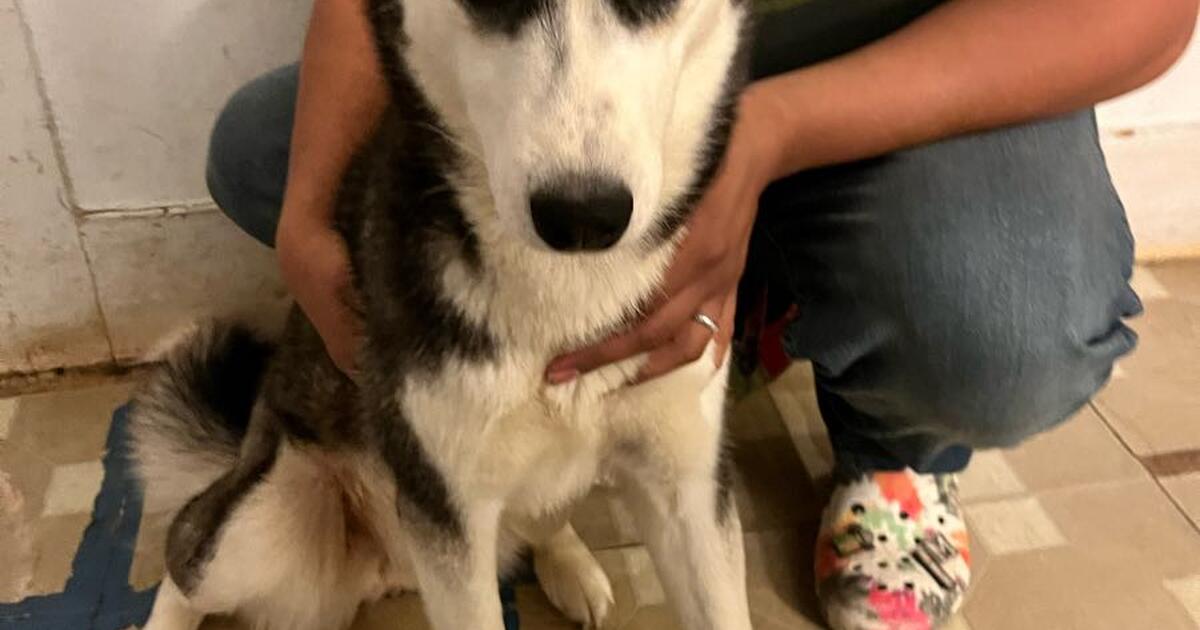 Rehoming huskies for Free in San Antonio, TX | For Sale & Free — Nextdoor