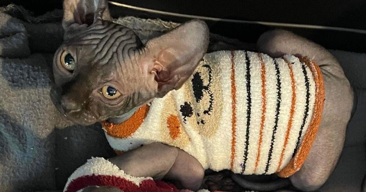 Sphynx kitten for $1000 in Fort Mohave, AZ | For Sale & Free — Nextdoor