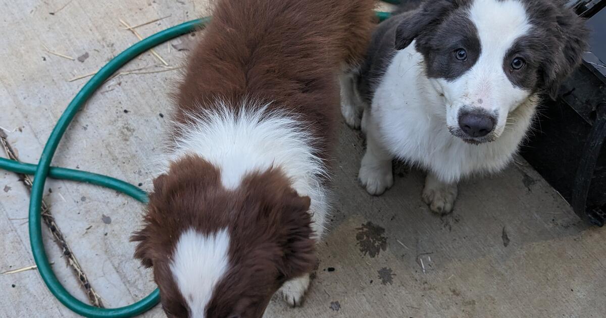 2 Male Mini Aussie-collie Pups Left in Independence, KY | For Sale ...