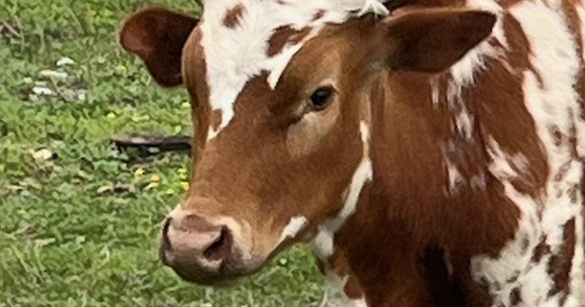 2 Longhorn Hefiers for $200 in Brazoria, TX | For Sale & Free — Nextdoor