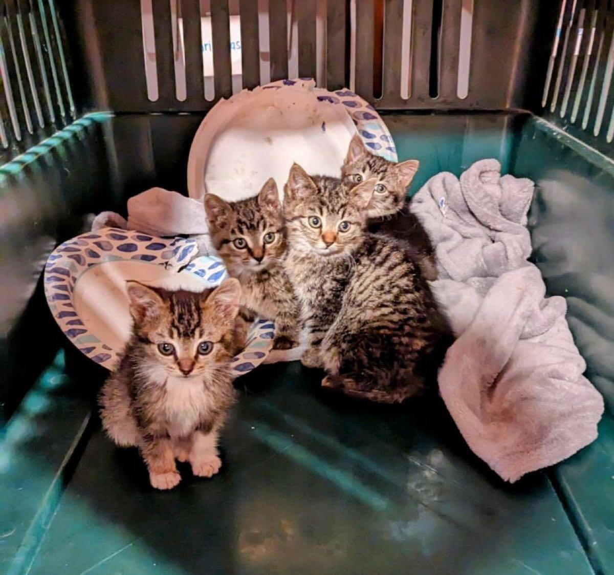 FREE Kittens needing homes for Free in South Jordan, UT | For Sale ...