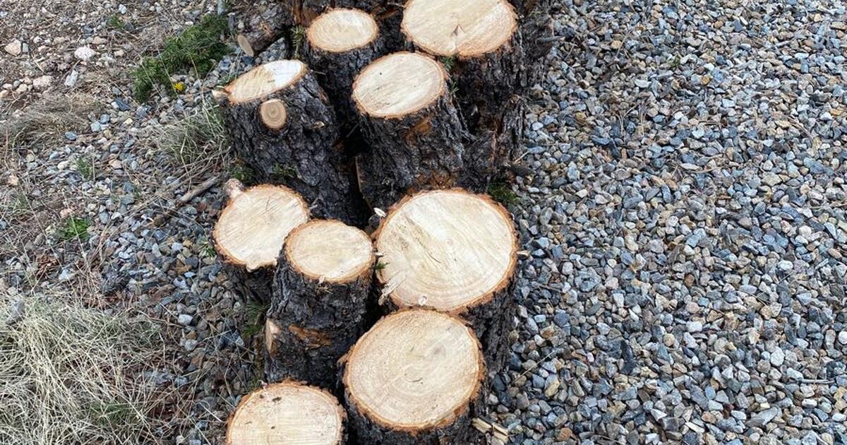 Free firewood for pick up. for Free in Como, CO | For Sale & Free — Nextdoor