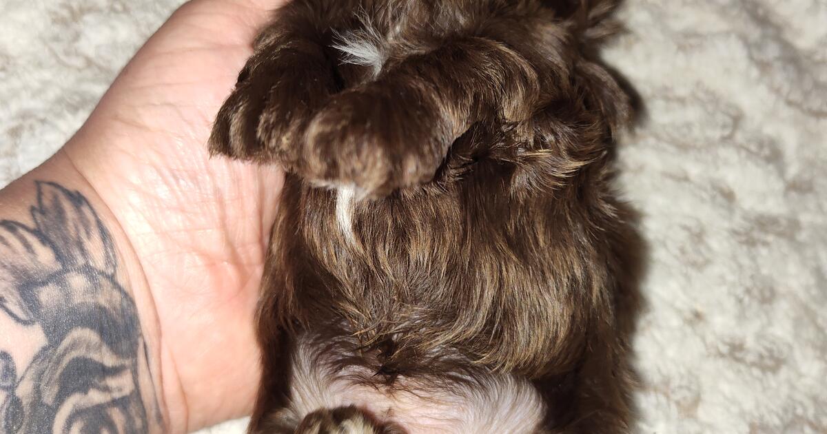 Teacup peekapoo puppies for $1100 in Winter Haven, FL | For Sale & Free ...