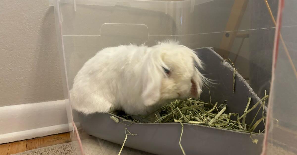 2 domestic bunnies for Free in White Bear Lake, MN | For Sale & Free ...