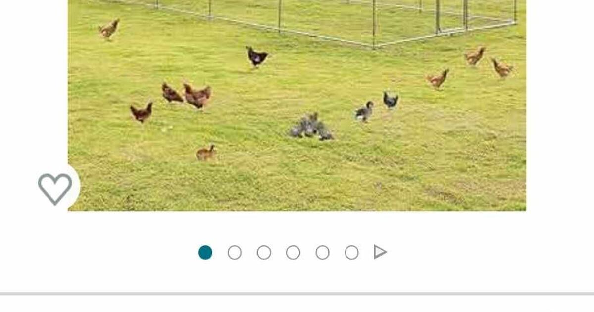 Chicken Run, Chicken Coop, Chicken Brooder For Sale! for $500 in ...