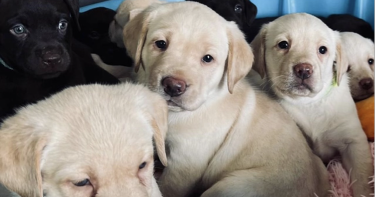 Dogs for Free in Miami, FL | Finds — Nextdoor