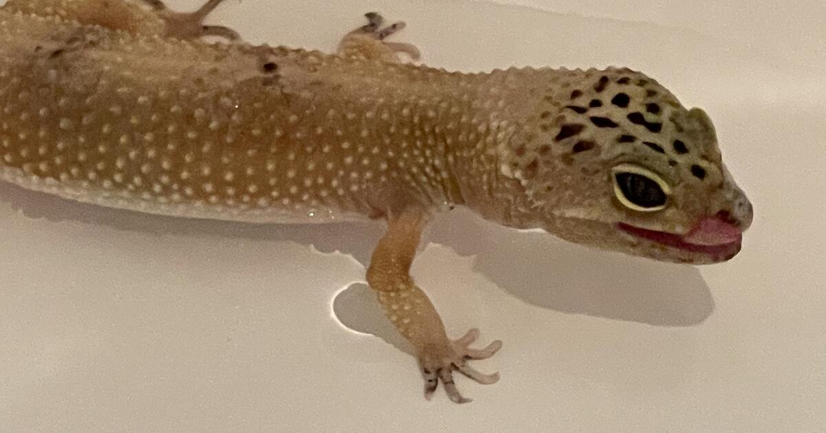 Leopard Gecko for Free in Nashville, TN | For Sale & Free — Nextdoor