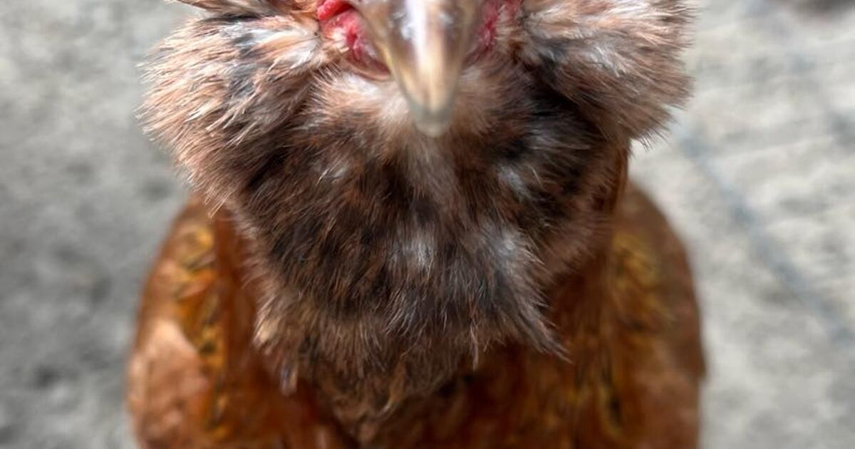 Polish Easter, Egger chicks for $5 in Williston, FL | For Sale & Free — Nextdoor