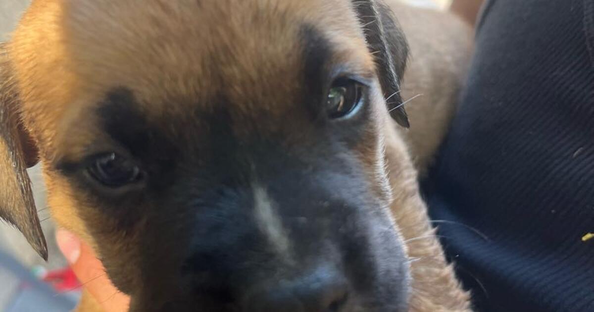 Boxer mini pit mixed for $200 in Las Vegas, NV | For Sale & Free — Nextdoor
