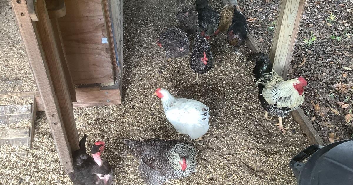 Chickens in Homosassa, FL | For Sale & Free — Nextdoor