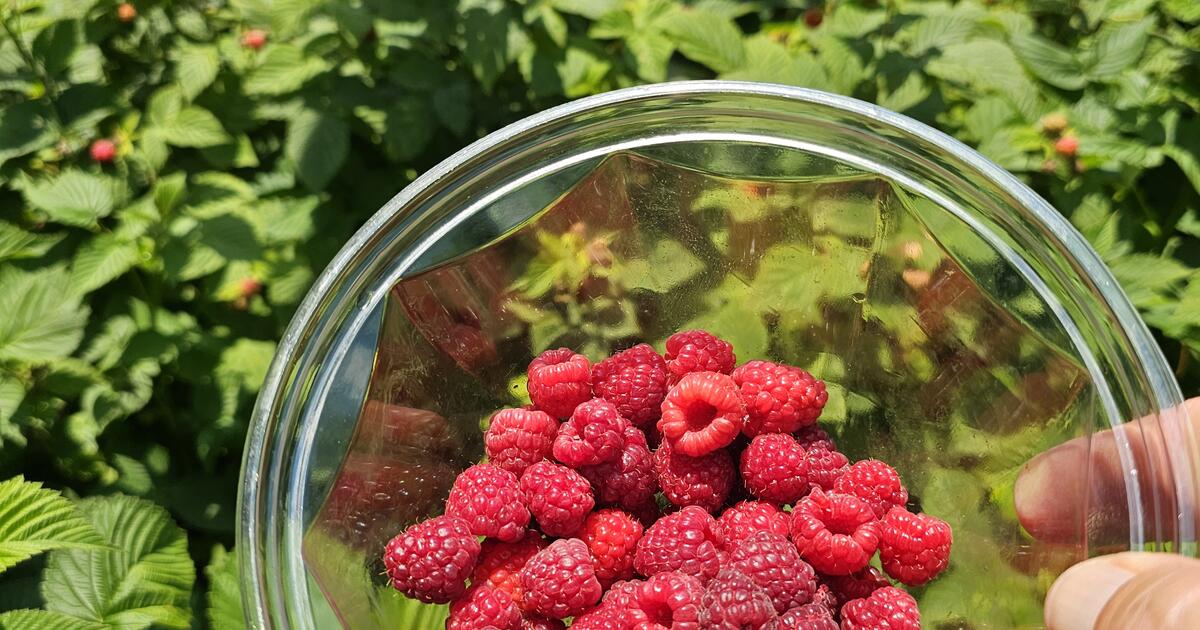 Purple Raspberry plants/canes - healthy & established for $20 in ...