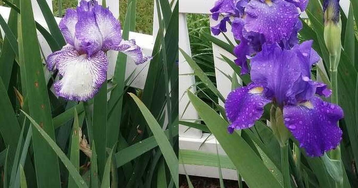 Pending - Garden Plants (Flowers) for Free in Hampton, VA | For Sale ...