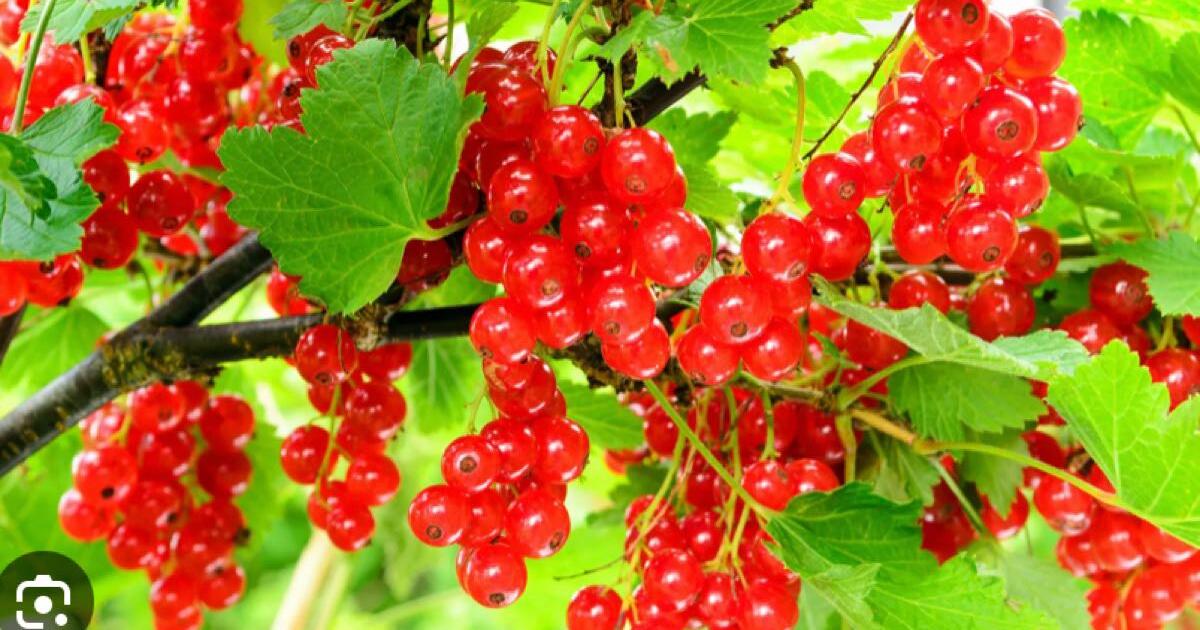 Currants- looking for cuttings for Free in Annandale, VA | For Sale ...