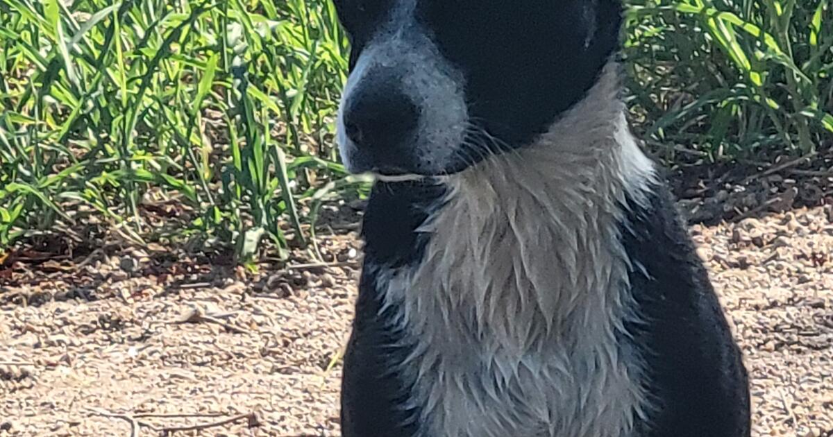 Slab Queen Update in Kingsland, TX | For Sale & Free — Nextdoor