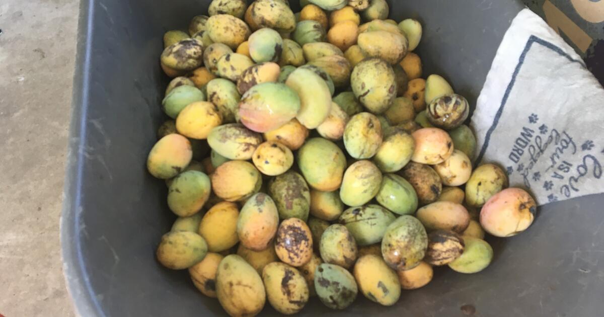 25 mangoes for $5 for $5 in Orlando, FL | Finds — Nextdoor