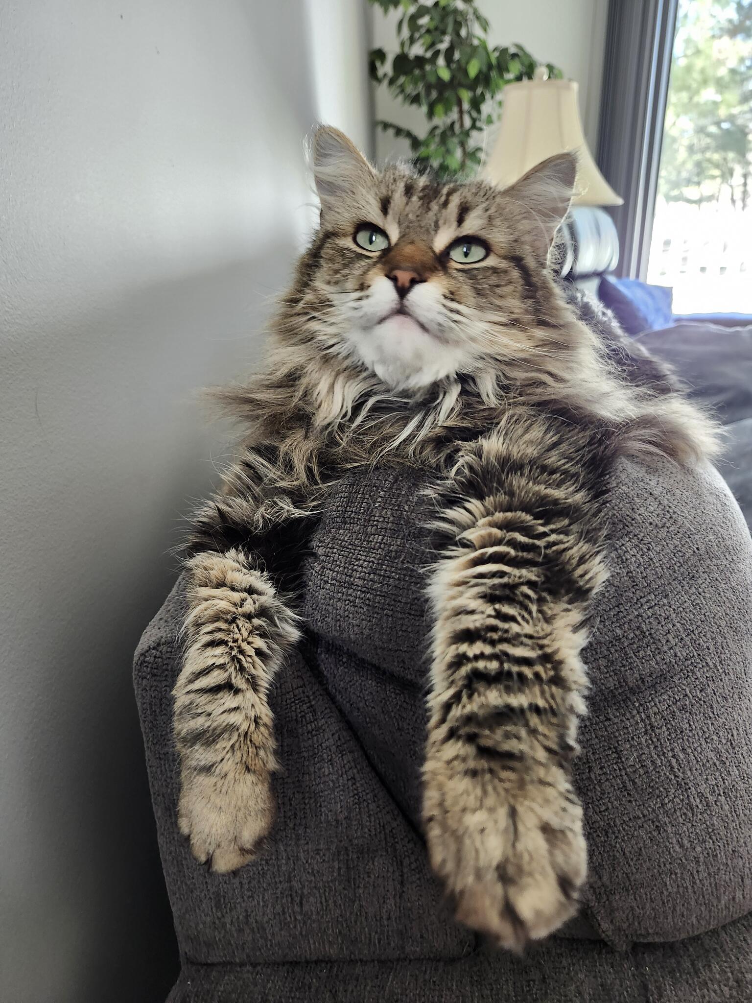 Long hair part Maine Coon Cat for Free in Toms River, NJ | For Sale ...