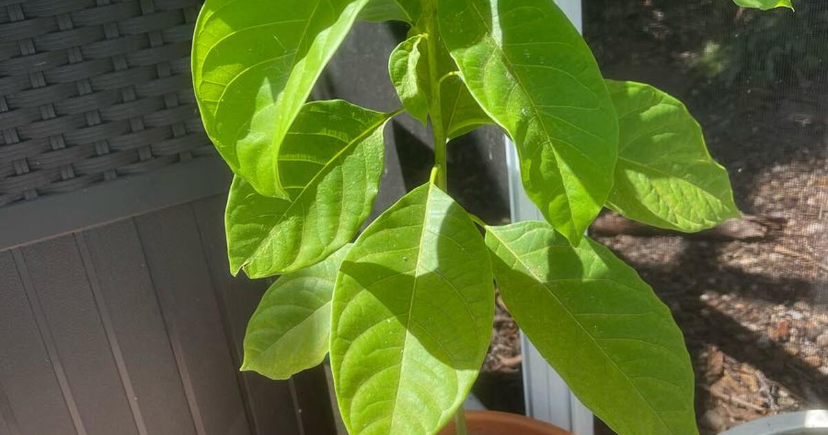 Time for spring planting- saplings for sale for Free in Port St. Lucie ...